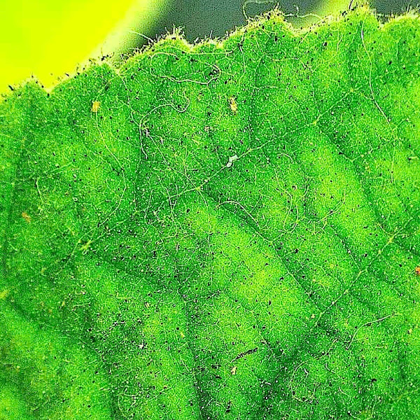 Aratilis (Fil) | Project Noah