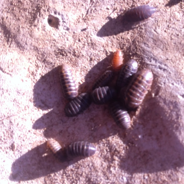 Rolly Polly | Project Noah