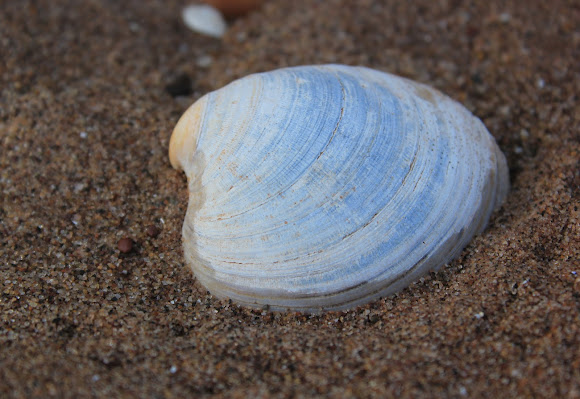 Butter clam | Project Noah