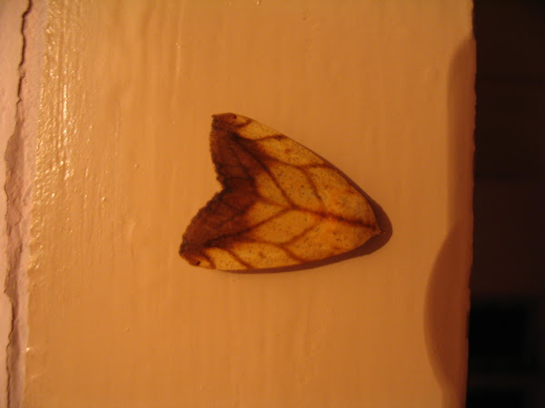Transverse Moth | Project Noah