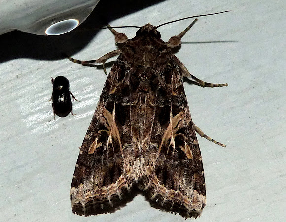 Yellow-striped Armyworm Moth | Project Noah