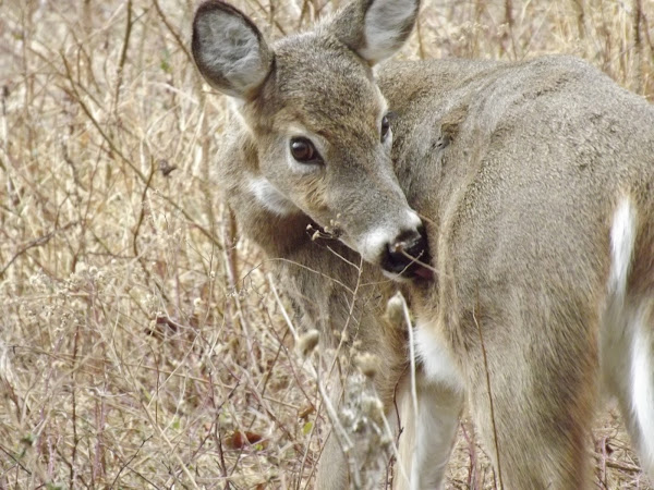 White-tailed Deer | Project Noah
