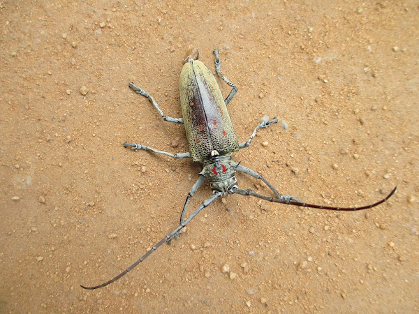 Mango stem borer | Project Noah