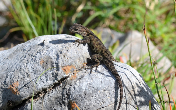 Lizard | Project Noah