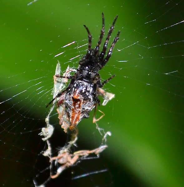 Garbage line spider | Project Noah