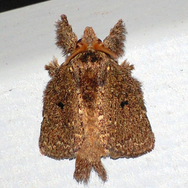 Hairy moth | Project Noah