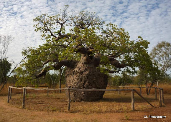 Boab Prison Tree | Project Noah