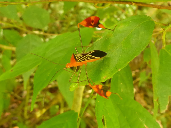 Flag Footed Bug | Project Noah