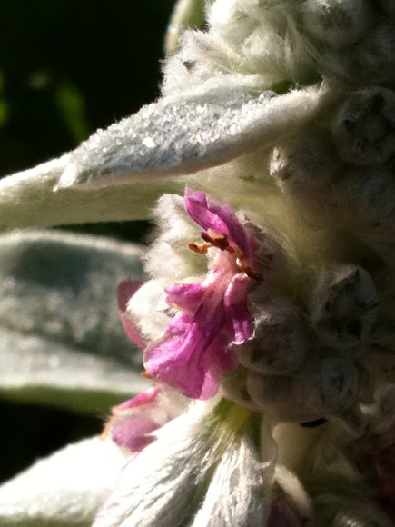 Lamb's Ear flower | Project Noah