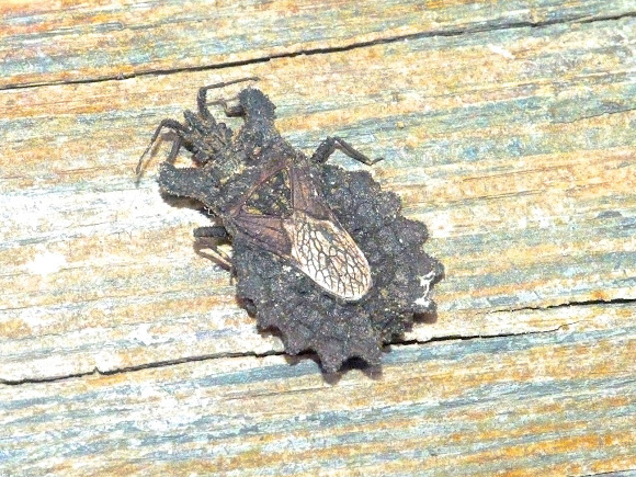 Flat bug | Project Noah