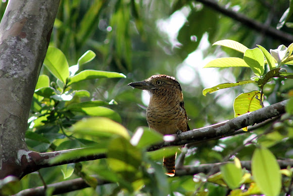 Bobo Barrado - Barred Puffbird | Project Noah