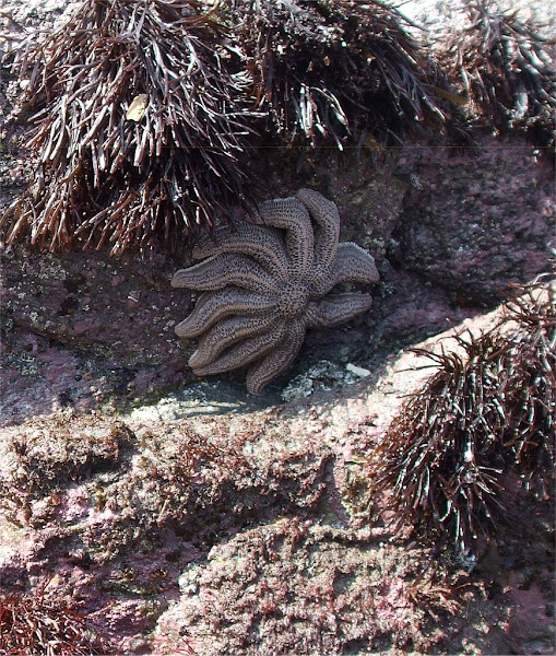 Eleven-armed sea star | Project Noah