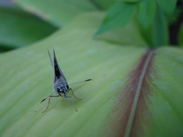 Dart Butterfly | Project Noah