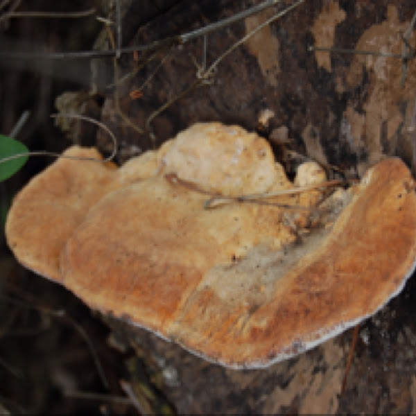Resinous Polypore | Project Noah