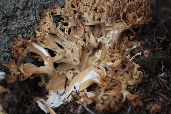 Ramaria rasilispora or Yellow Coral | Project Noah
