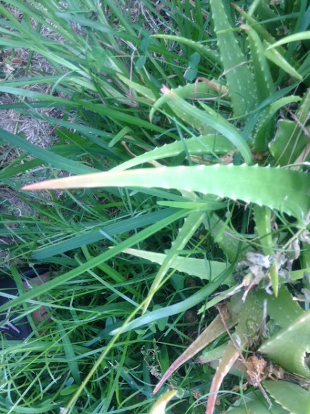 True Aloe, Barbados Aloe, Burn Aloe | Project Noah