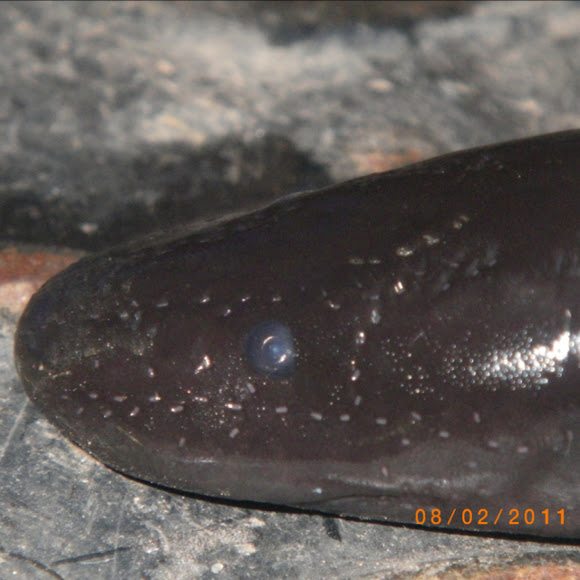 Two-toed amphiuma | Project Noah