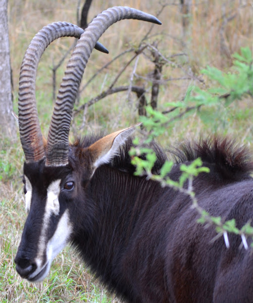 Sable antelope | Project Noah