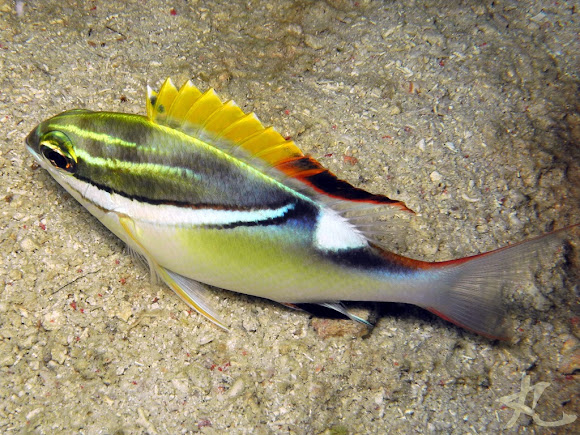 Bridled Monocle Bream | Project Noah