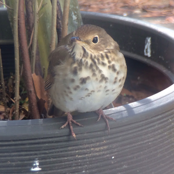 Hermit Thrush | Project Noah