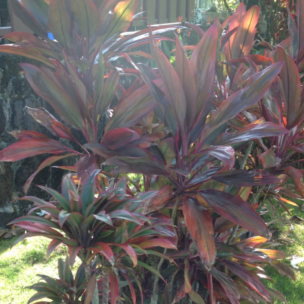Ti, Tiplant, Ti Plant, Ki, Hawaiian Good Luck Plant | Project Noah