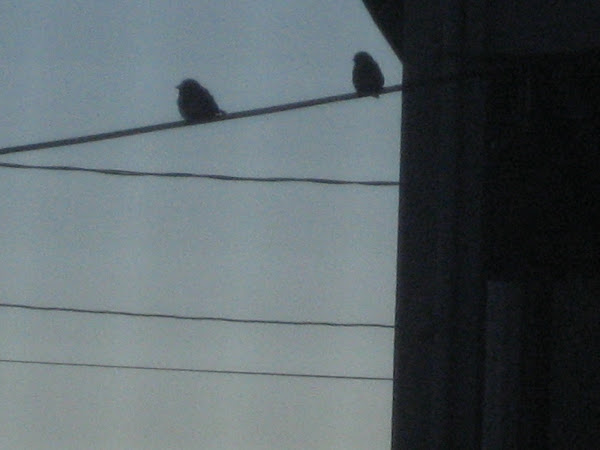 sparrow | Project Noah