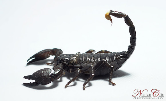 Emperor Scorpion | Project Noah