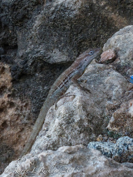 Aruban whiptail lizard (female) | Project Noah