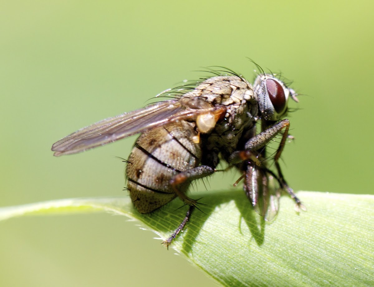 Tiger Fly | Project Noah