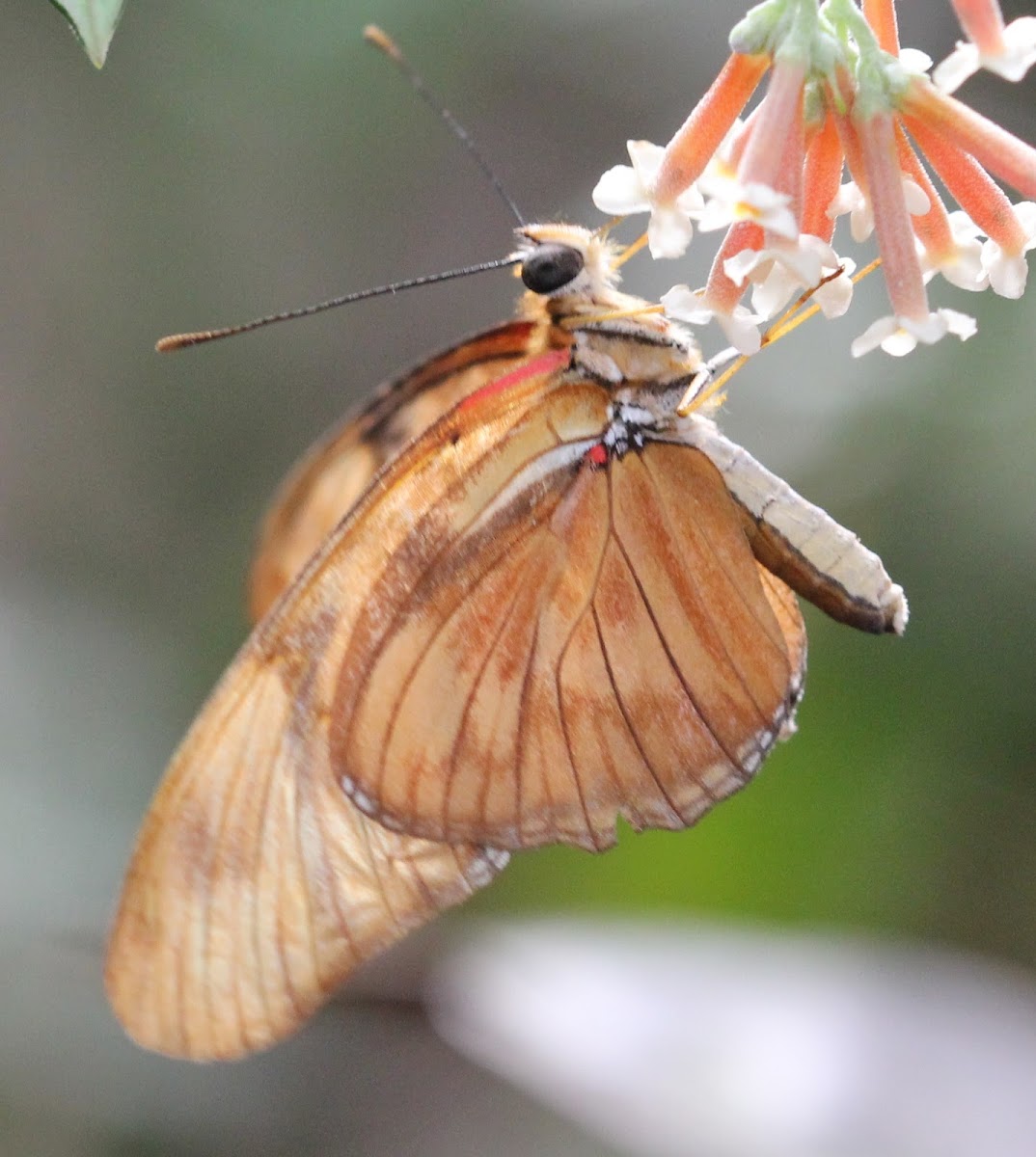 Flame Butterfly | Project Noah