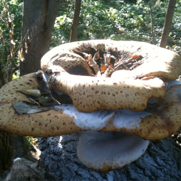 Spotting | Project Noah