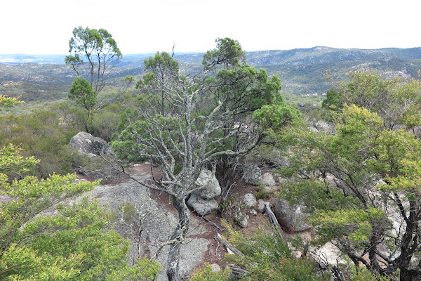 Mountain Tea-tree | Project Noah