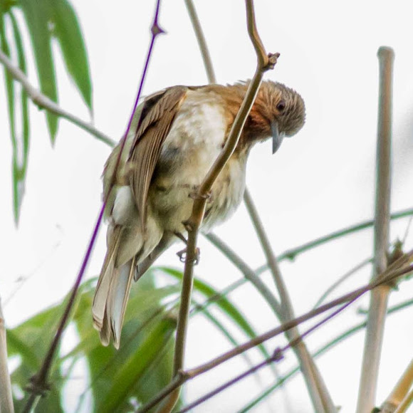 Philippine Bulbul | Project Noah
