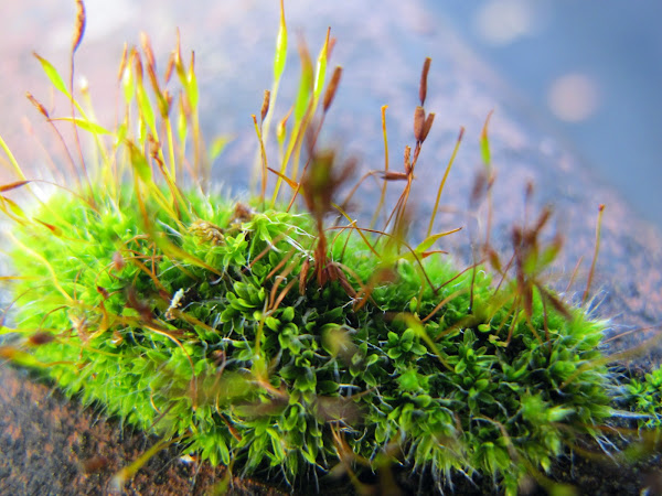 Moss (Funaria hygrometrica) | Project Noah