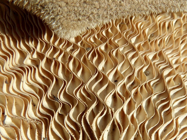 Panus rudis | Project Noah