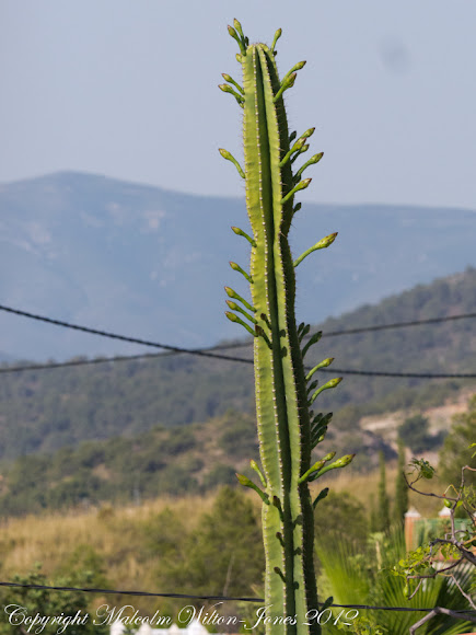 Peruvian Apple Cactus | Project Noah