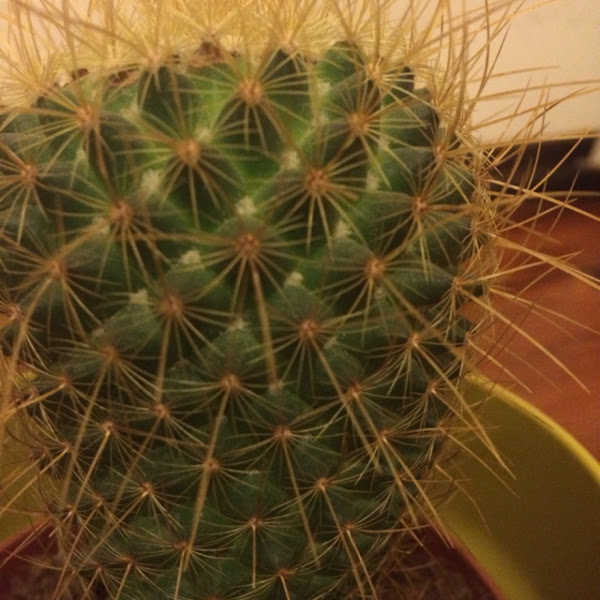 Cacti | Project Noah