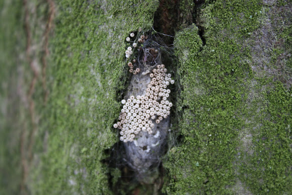 Moth eggs | Project Noah