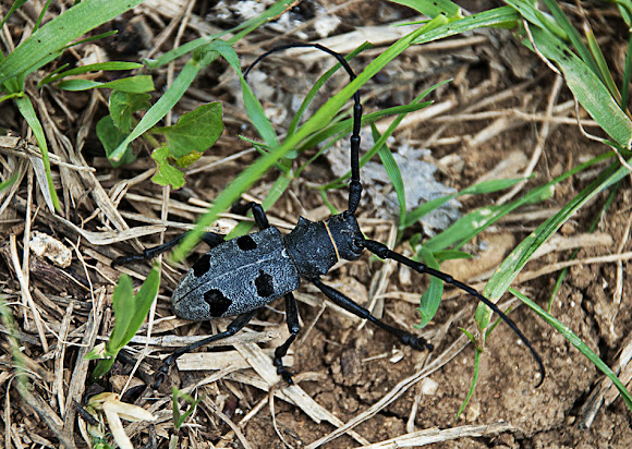 Four spotted Gray Longhorn beetle | Project Noah