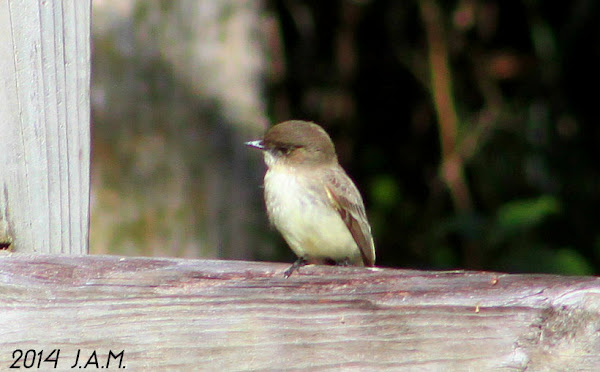 Eastern Phoebe | Project Noah