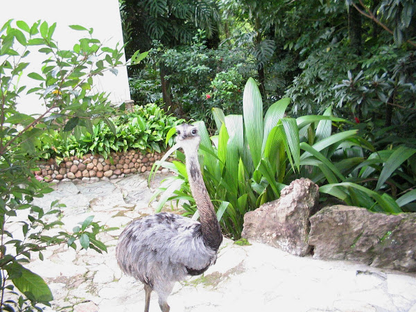 Greater Rhea | Project Noah