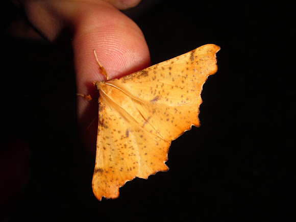 The Notch-wing | Project Noah