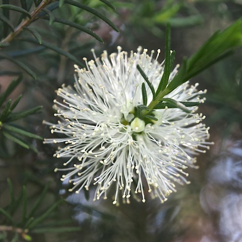 Swamp Paperbark | Project Noah