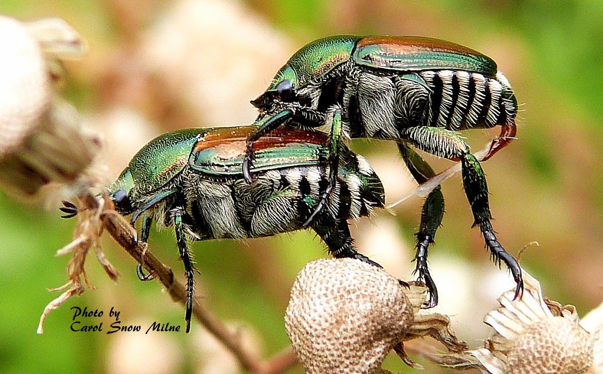 Japanese Beetles mating | Project Noah