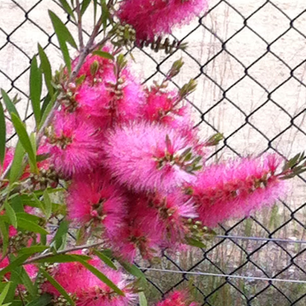 Callistemon candy pink | Project Noah