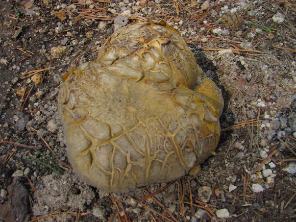 Pigskin Poison Puffball | Project Noah