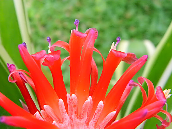 variegated bromeliad | Project Noah