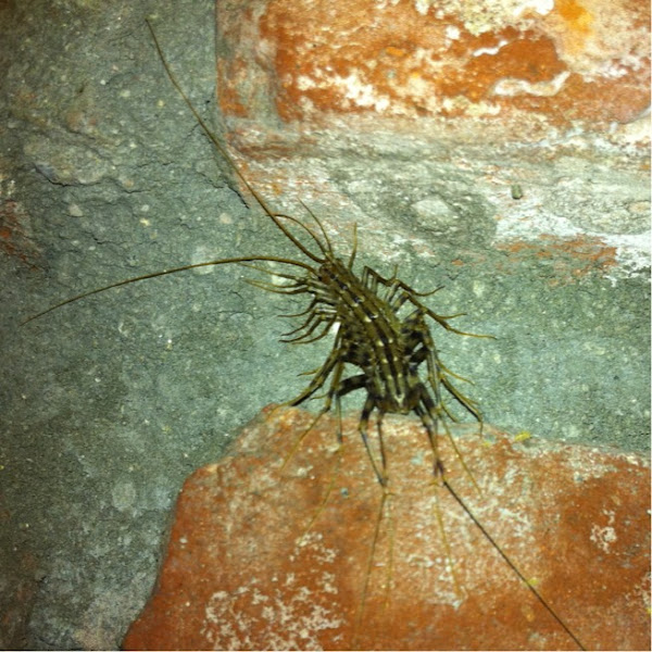 Many legged bug | Project Noah