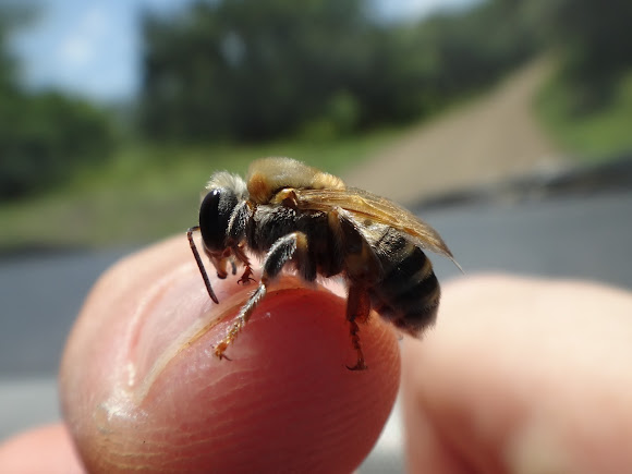 Jicote manso | Project Noah