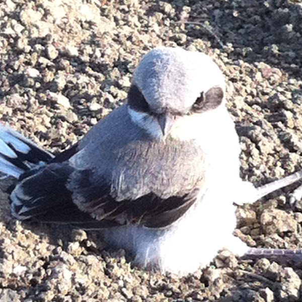 Loggerhead shrike | Project Noah